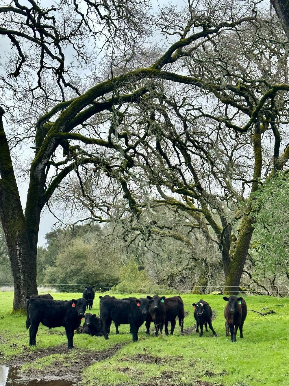 Eames Ranch—Design & Regenerative Agriculture | Eames Institute